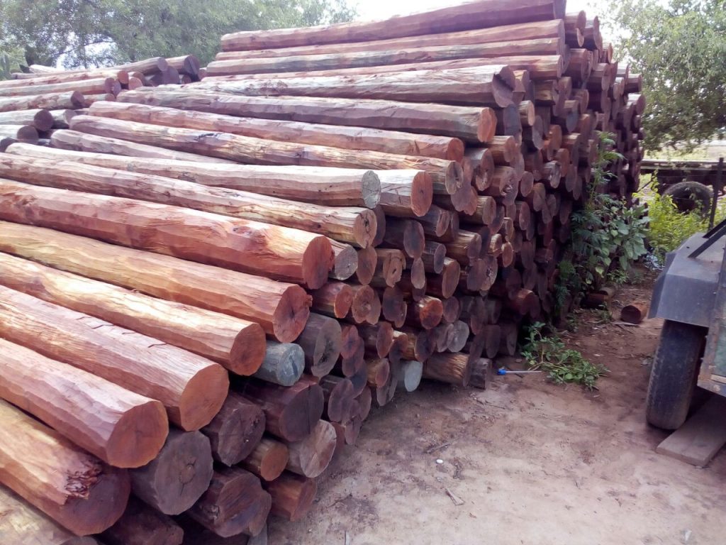 Sigue el choreo de quebracho colorado en gran escala en Salta Forestal ...